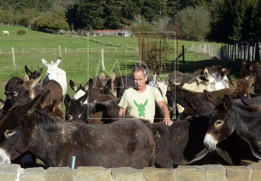 El burro loco de un loco de los burros. - fotonoticias, fotografías que ...